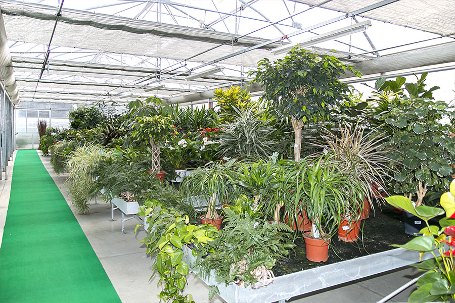 Fioreria Oriale - Fioreria Oriale