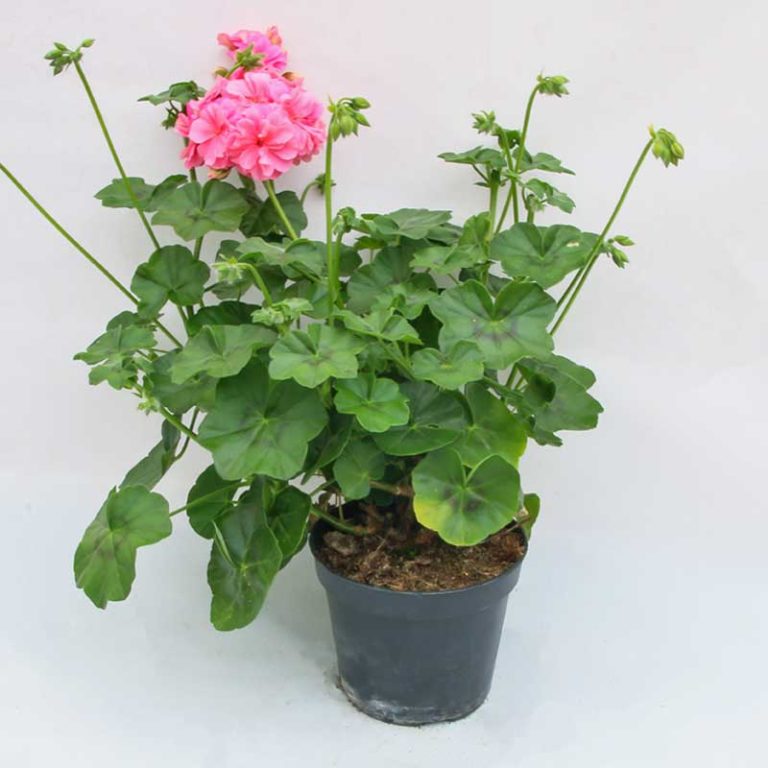 Gerani Edera - Fioreria Oriale